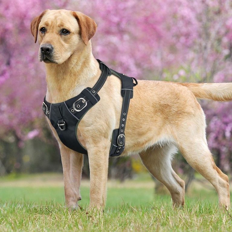 Solution On Dog Acne Problems Kom News solution-on-dog-acne-problems-kom-news
